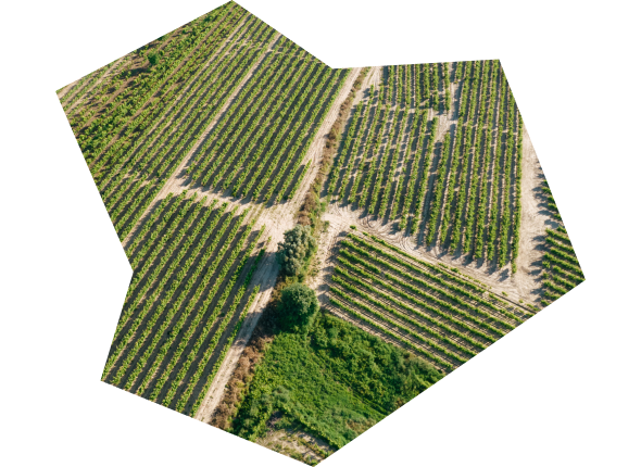 IFAP | BUPi – Single Property Desk