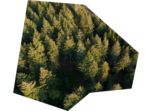 Instituto de Conservação da Natureza e das Florestas | BUPi